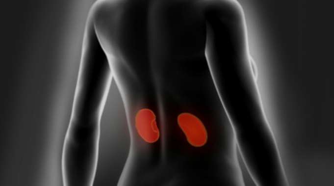 Come depurare i reni: cosa bere? I rimedi naturali efficaci | Vivi Puro