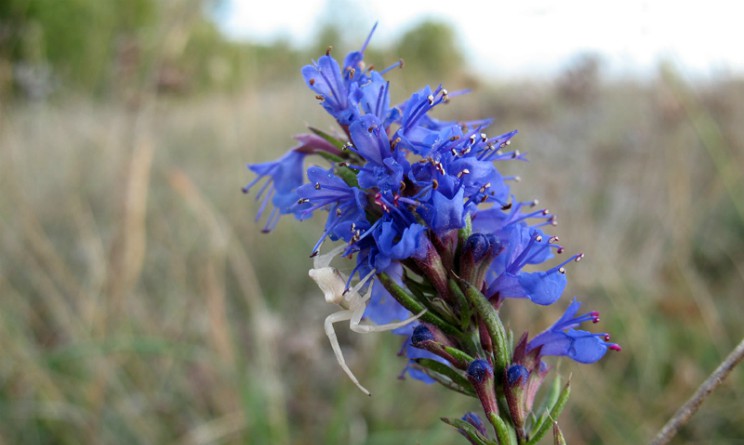 Tisana all'issopo: proprietà, benefici e controindicazioni | Vivi Puro