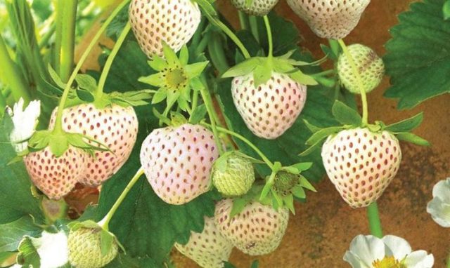 Fragola bianca: cos'è, proprietà e benefici | Vivi Puro