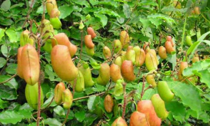 Griffonia: proprietà e benefici contro la depressione | Vivi Puro