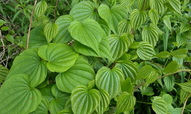 Dioscorea: proprietà, benefici e controindicazioni | Vivi Puro