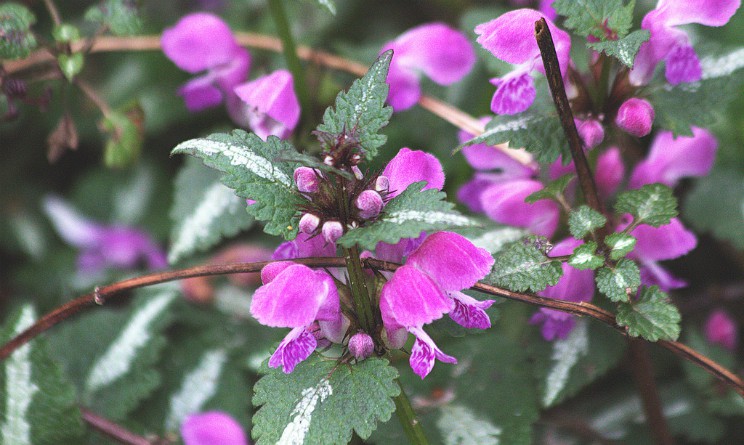 Lamio: proprietà, benefici e controindicazioni - Vivi Puro