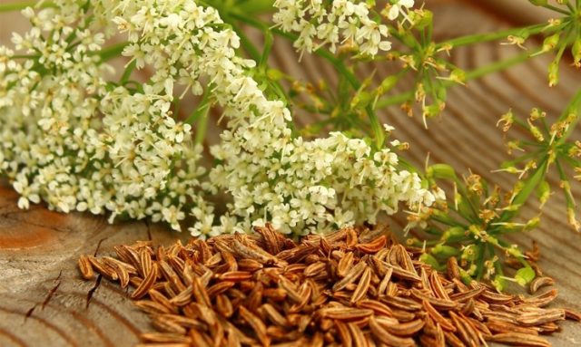 Carvi: proprietà e benefici per gola e stomaco | Vivi Puro