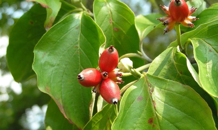 Corniolo: proprietà, benefici e come usarlo | Vivi Puro