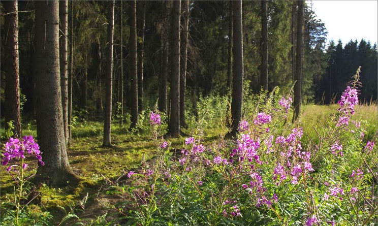 Epilobio: proprietà, benefici e controindicazioni - Vivi Puro