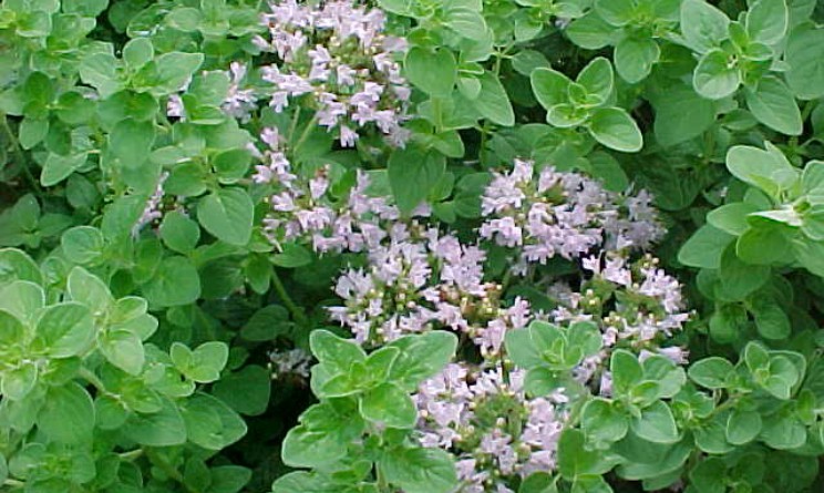 Origano: proprietà e benefici per lo stomaco e la gola | Vivi Puro