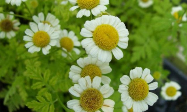 Partenio: proprietà, benefici e controindicazioni - Vivi Puro