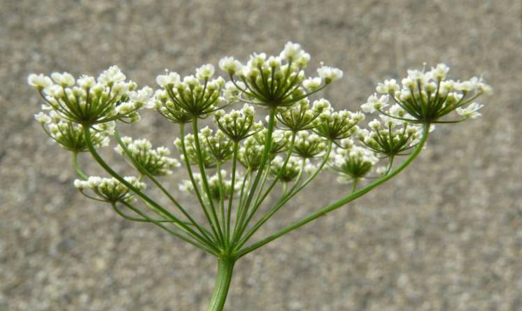 Pimpinella: proprietà, benefici e controindicazioni | Vivi Puro